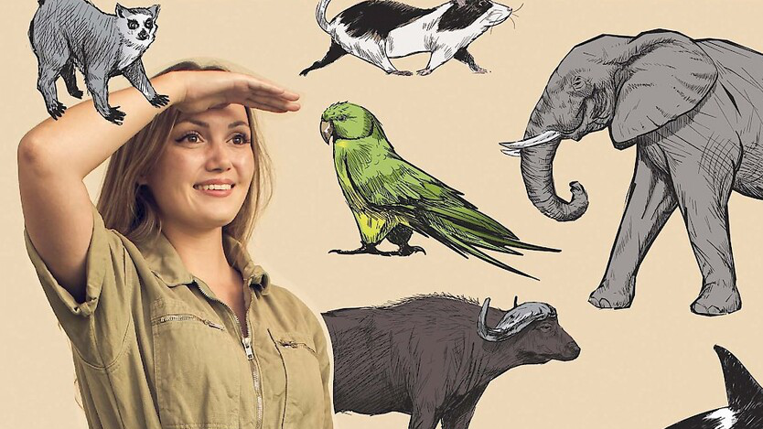 Sterrin's Dierenencyclopedie Westfriese Uitagenda